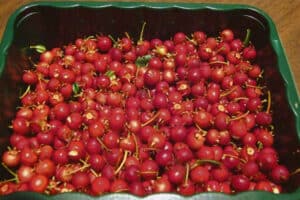 10 Surprising Exotic Chilean Fruits You’ll Want To Taste