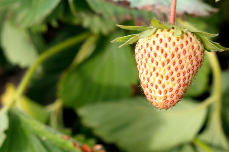 10 Surprising Exotic Chilean Fruits You’ll Want To Taste