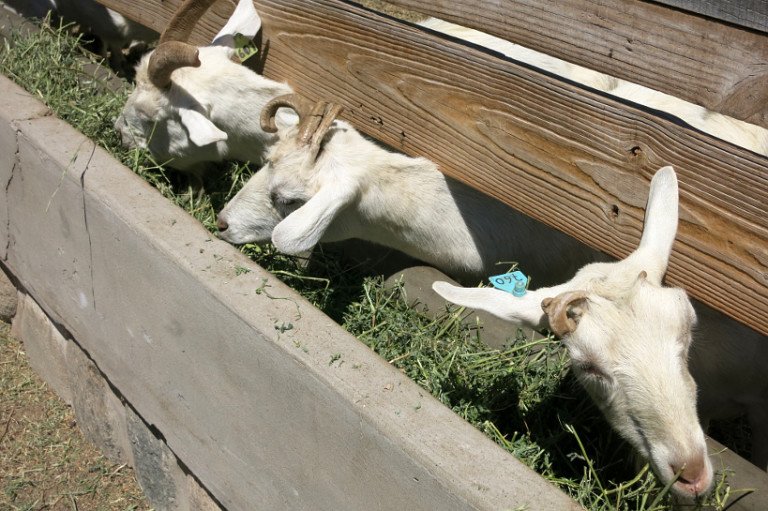 Cabras De Cafayate: How To Visit A Surprising Goat Farm At Domingo Hermanos