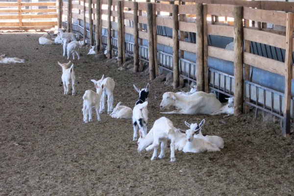 Cabras De Cafayate: How To Visit A Surprising Goat Farm At Domingo Hermanos