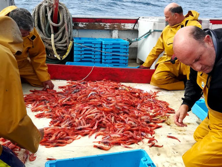 Gambas De Palamos: A Fascinating Day In The Life Of A Fisherman