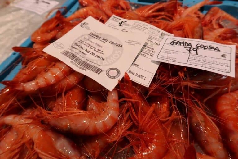 Gambas De Palamos: A Fascinating Day In The Life Of A Fisherman