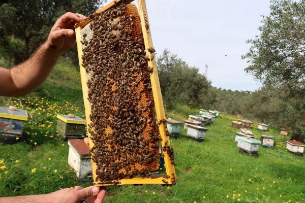 Why Thyme Honey From Crete Is One Of The Best In The World