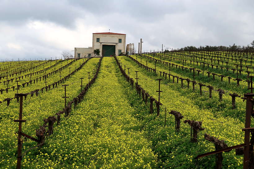 6 Of The Best Wineries In Crete To Enjoy Indigenous Wines From Greece