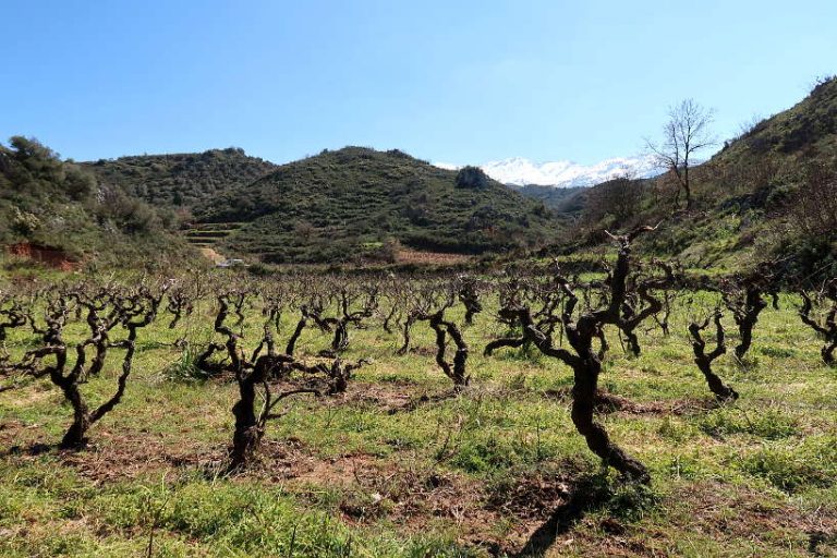 6 Of The Best Wineries In Crete To Enjoy Indigenous Wines From Greece
