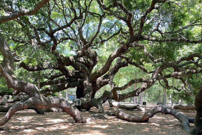 The 10 Best Charleston Food Tours To Taste Southern Cuisine